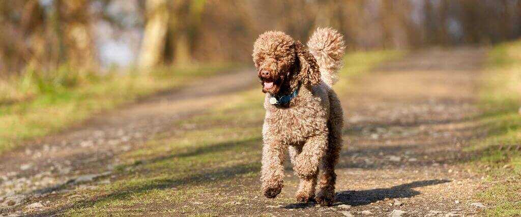 standard poodle problems